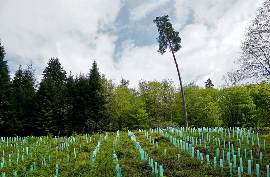 Reforestación de Áreas - Jardineria y Mantenimiento HR
