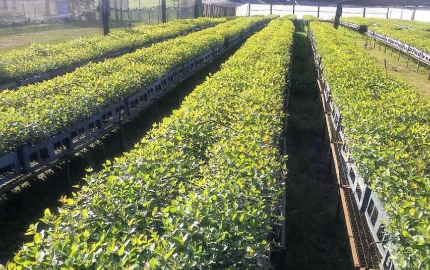 Control Fitosanitario para Jardines - Blog