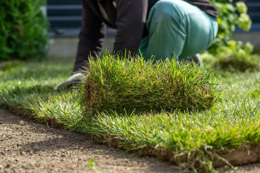 Guía Completa para el Servicio de Pasto en Rollo